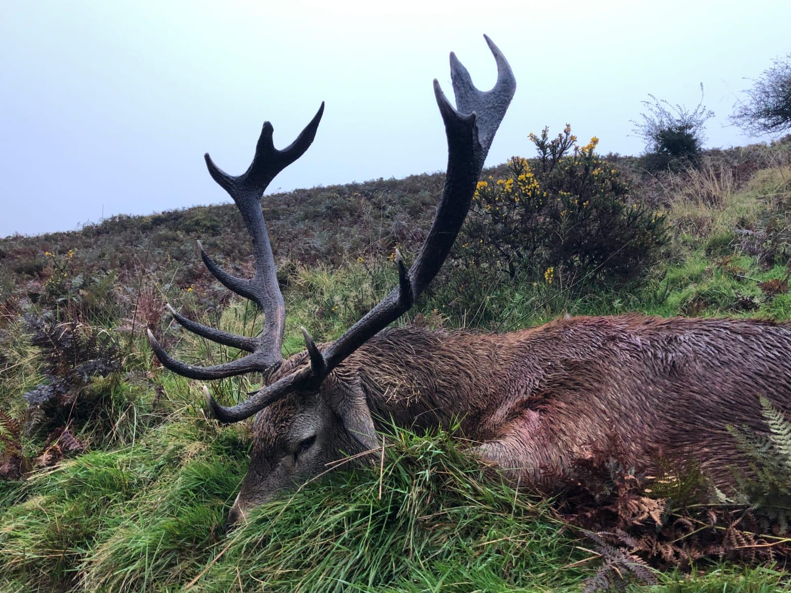 Hunt Specials - Game Hunting Ireland